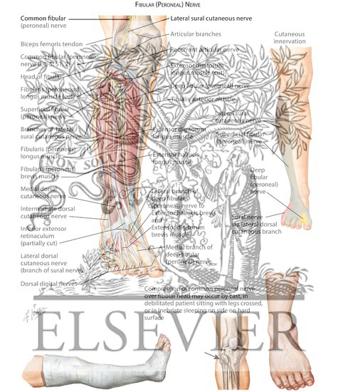 Peroneal Nerve