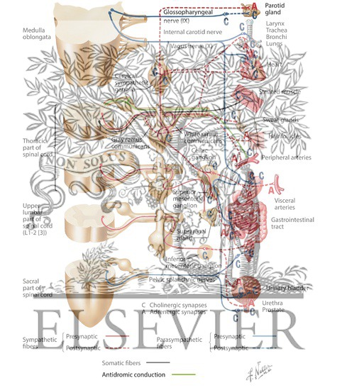 Cholinergic and Adrenergic Synapses: Schema Cholinergic and Adrenergic ...