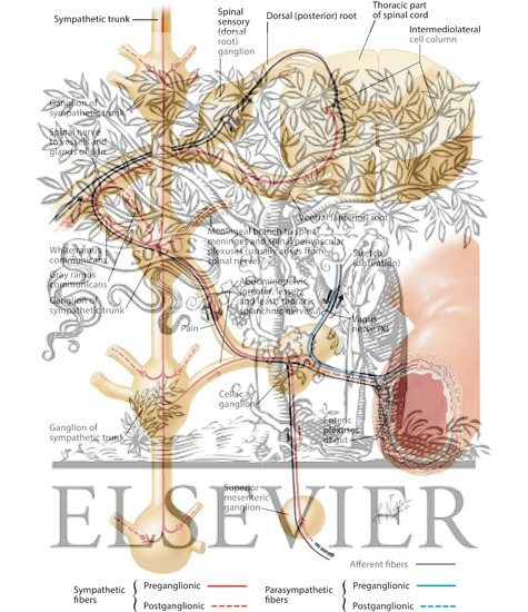 Autonomic Reflex Pathways: Schema