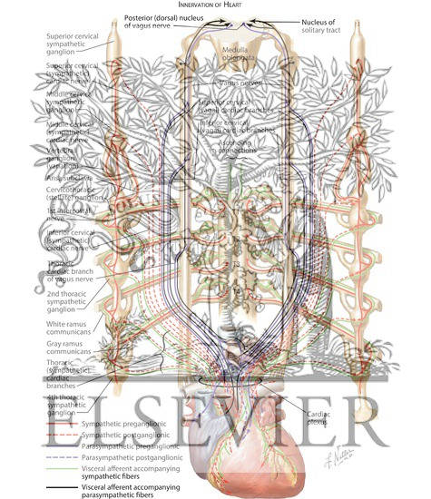 Innervation of Heart: Schema