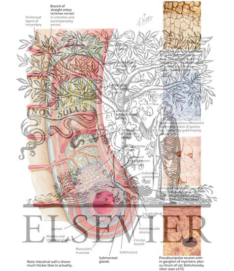 Watermarked preview of labeled image: Enteric Plexuses