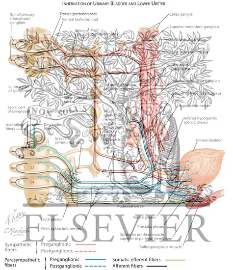Innervation of Kidneys, Ureters and Bladder