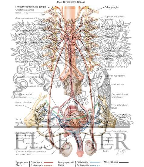 Reproductive Organ Innervation Diagram