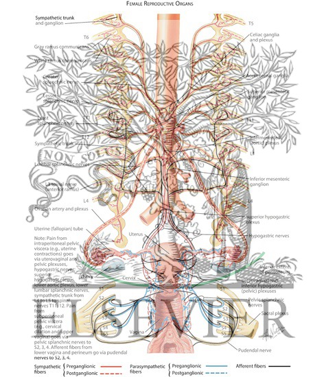 Reproductive Organ Innervation Diagram