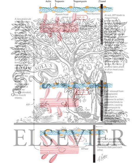 Biochemical Mechanics of Muscle Contraction