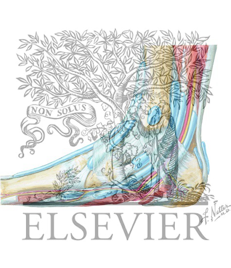 Fibular (Peroneus) Tendons at Ankle (Continued)