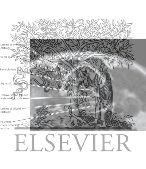 Netter Larynx Labeled