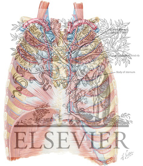 Anterior Thoracic Wall Anterior Thoracic Wall Internal View