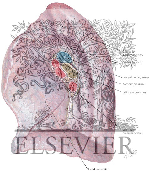 Right Lung, Medial View
