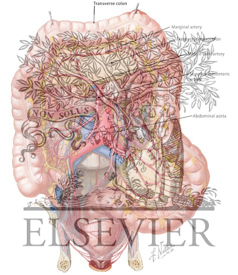 Arteries of Large Intestine Blood Supply of Small and Large Intestine