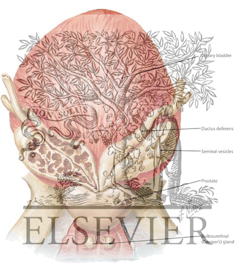Bladder, Prostate, and Seminal Vesicles