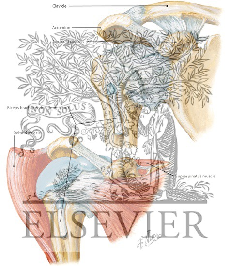 Shoulder Joint, Biceps Tendon