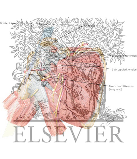 Shoulder Joint, Anterior and Sagittal Views