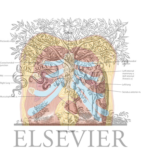 Soft Tissue and Lung Coronal 1