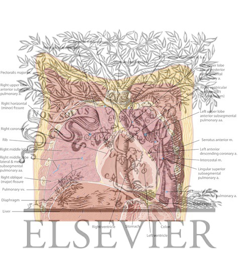Soft Tissue and Lung Coronal 5