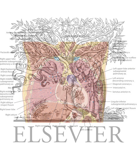 Soft Tissue and Lung Coronal 8