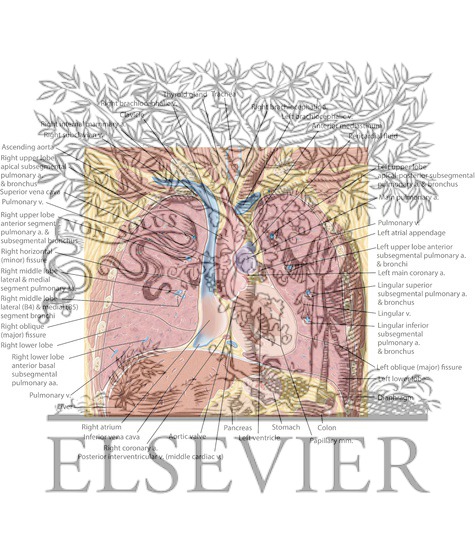 Soft Tissue and Lung Coronal 13