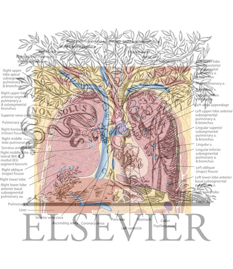Soft Tissue and Lung Coronal 14