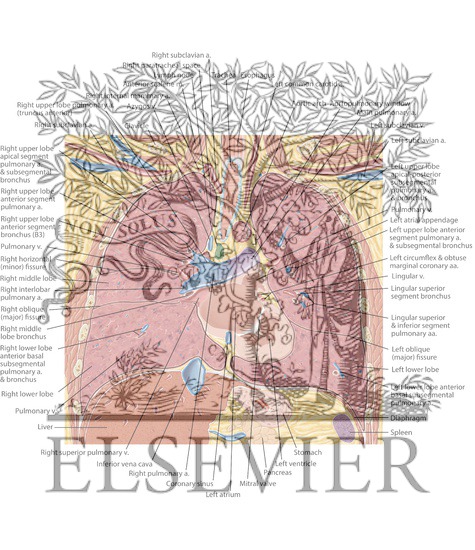 Soft Tissue and Lung Coronal 17