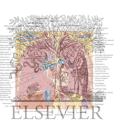 Soft Tissue and Lung Coronal 18