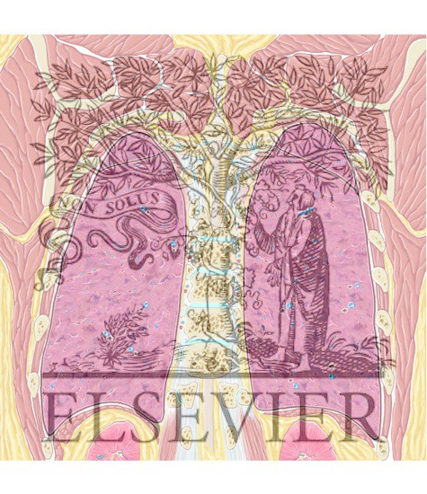 Soft Tissue and Lung Coronal 32