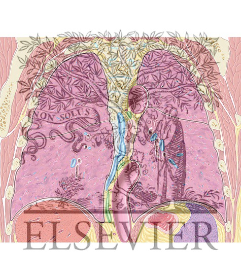 Cisterna Chyli/Thoracic Duct Coronal 2