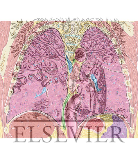 Cisterna Chyli/Thoracic Duct Coronal 4