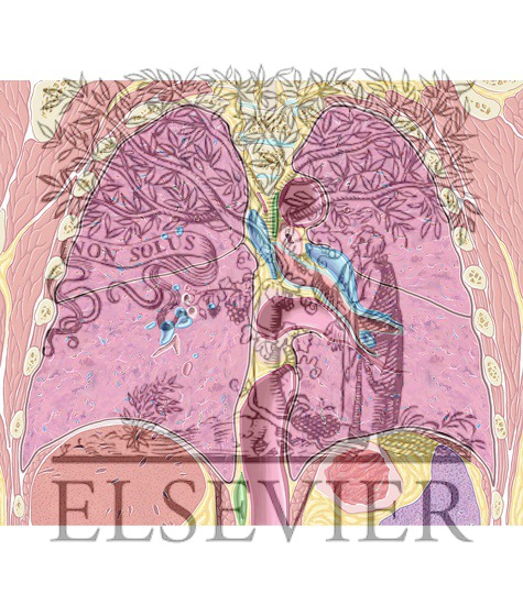 Cisterna Chyli/Thoracic Duct Coronal 5