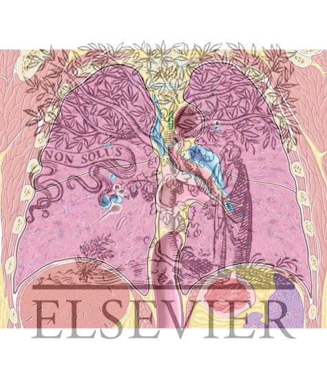 Cisterna Chyli/Thoracic Duct Coronal 6