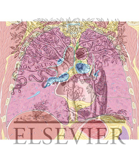 Cisterna Chyli/Thoracic Duct Coronal 8