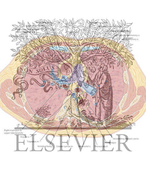 Cisterna Chyli/Thoracic Duct Axial 3