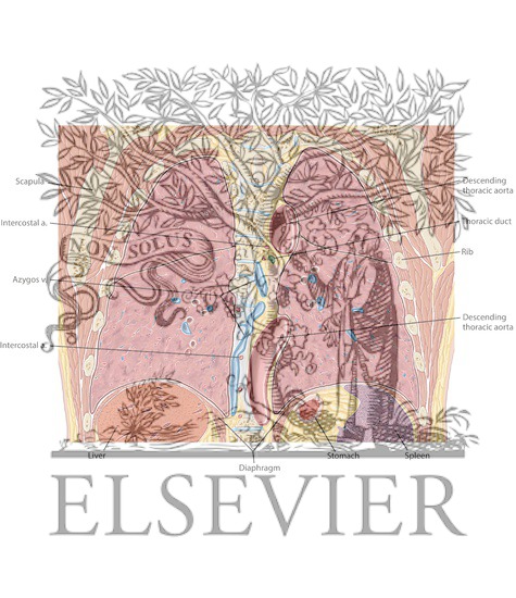 Cisterna Chyli/Thoracic Duct Coronal 1