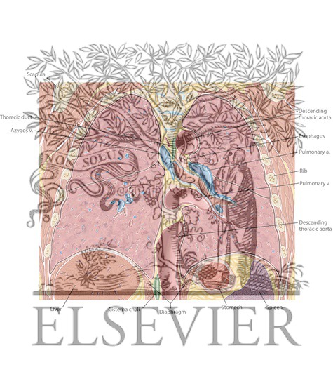 Cisterna Chyli/Thoracic Duct Coronal 5