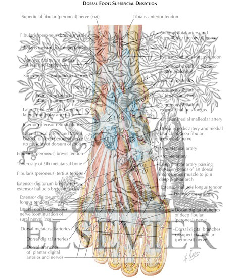 Muscles, Arteries, and Nerves of Front of Ankle and Dorsum of Foot ...