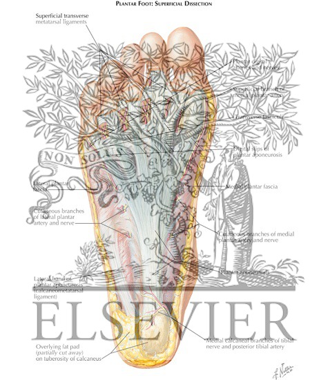 Sole of Foot: Superficial Dissection