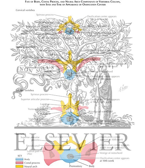Fate of Body, Costal Process, and Neural Arch Components of Vertebral ...