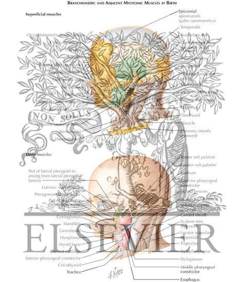 Branchiomeric and Adjacent Myotomic Muscles at Birth