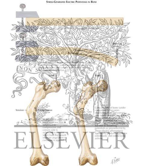 Stress-Generated Electric Potentials in Bone