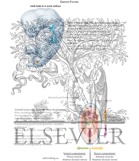 Growth Factors Development and Organization of Limb Buds