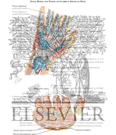 Spaces, Bursae, and Tendon and Lumbrical Sheaths of Hand Bursae, Spaces ...