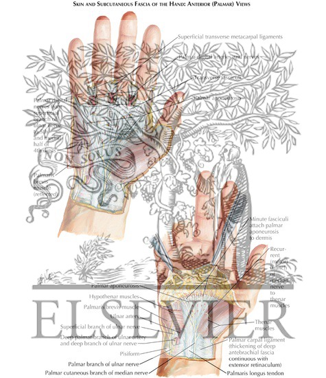 Skin and Subcutaneous Fascia of the Hand: Anterior Views
