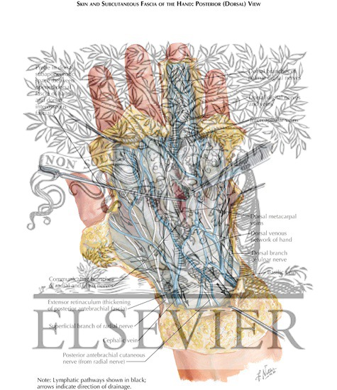 Skin and Subcutaneous Fascia of the Hand: Posterior View