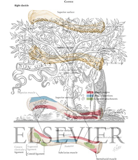 Clavicle