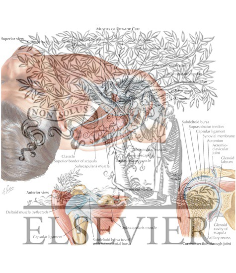 Muscles of Rotator Cuff
