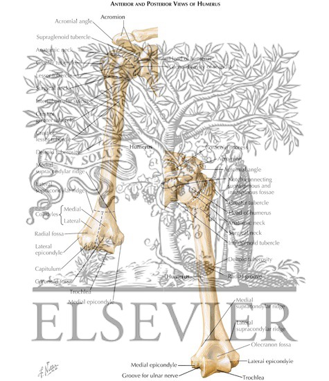 Anterior and Posterior Views of Humerus