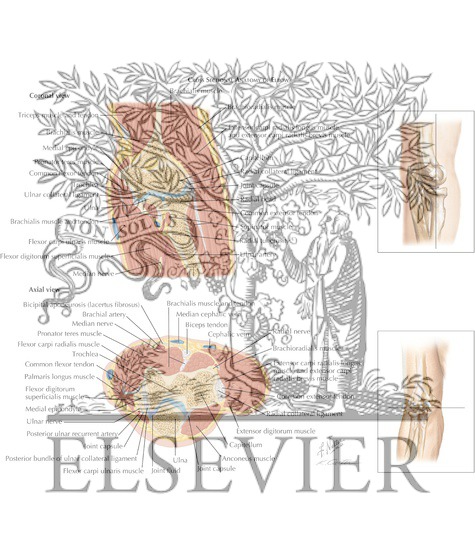 Cross Sectional Anatomy of Elbow