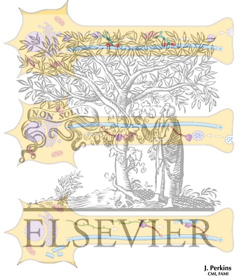 Axonal Transport in the CNS and PNS