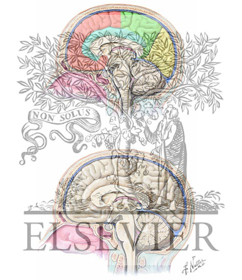 Medial Surface of the Brain