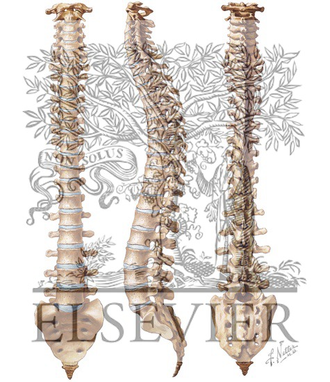 Spinal Column: Bony Anatomy