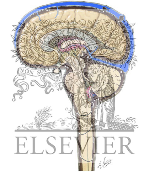 Circulation of the Cerebrospinal Fluid